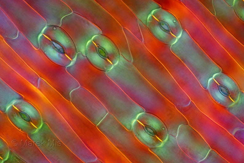 Tulip Stomata, Stomata in Tulip Epidermis, Beauty of Nature, World ...