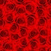 Red Roses Seamless Background PNG Red Rose Floral Digital - Etsy