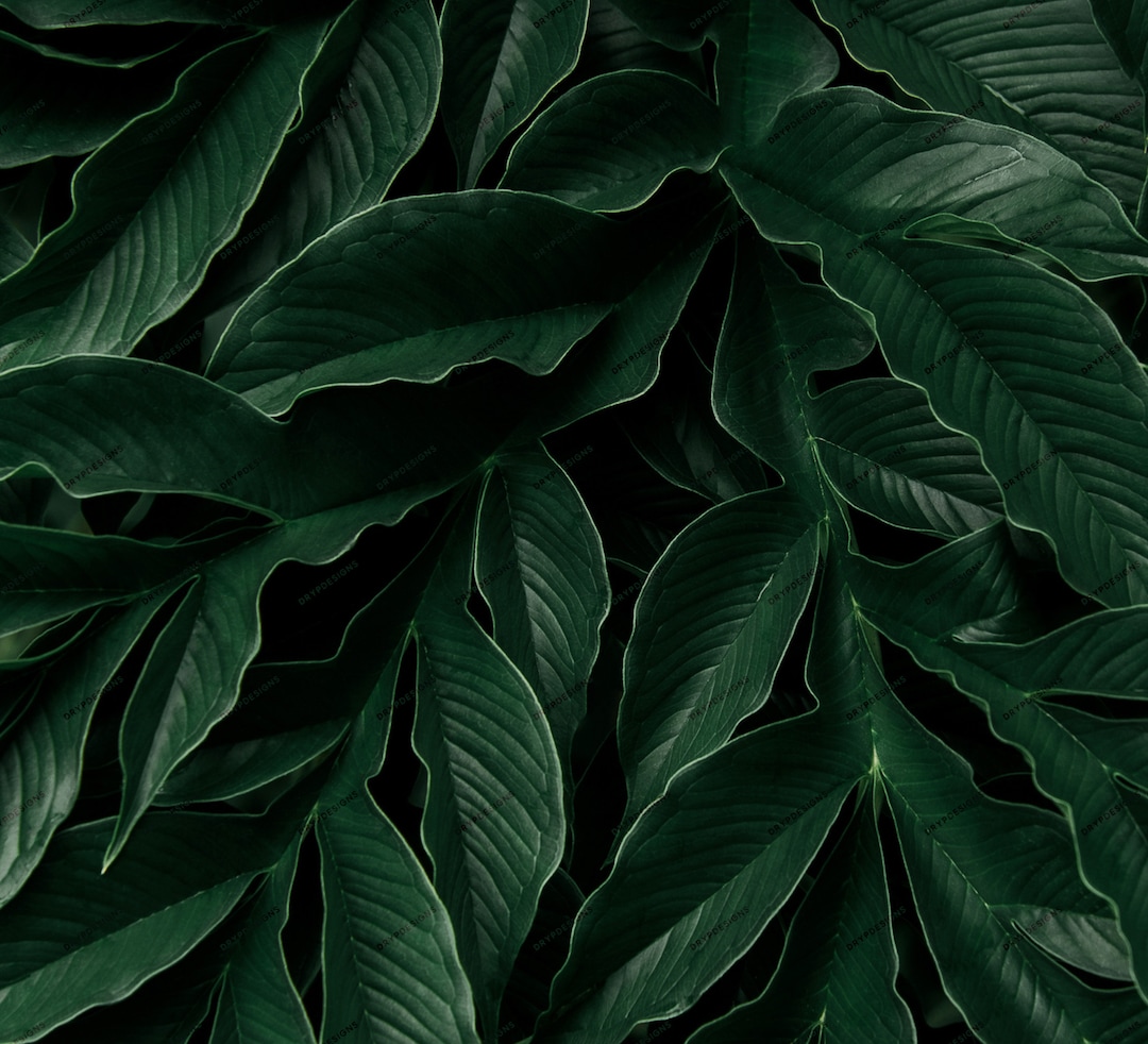 Realistic Dark Green Jungle Leaves Seamless Background - Tropical ...