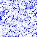 Blue + White Paint Splatter Seamless Digital Paper Background - Paint ...