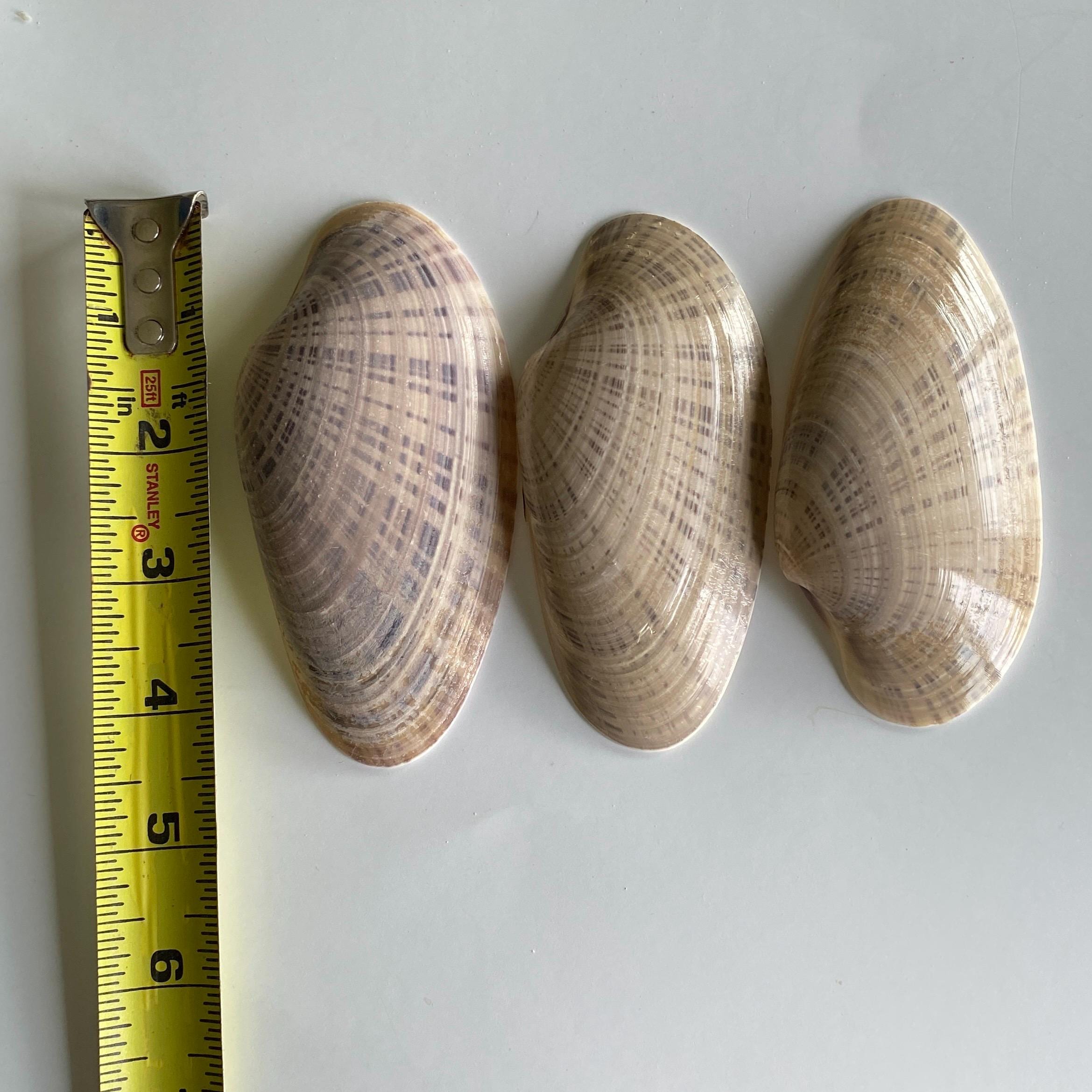 Venus Clam Shell Large 2 Lb. Collection: Florida Gulf Coast Craft ...