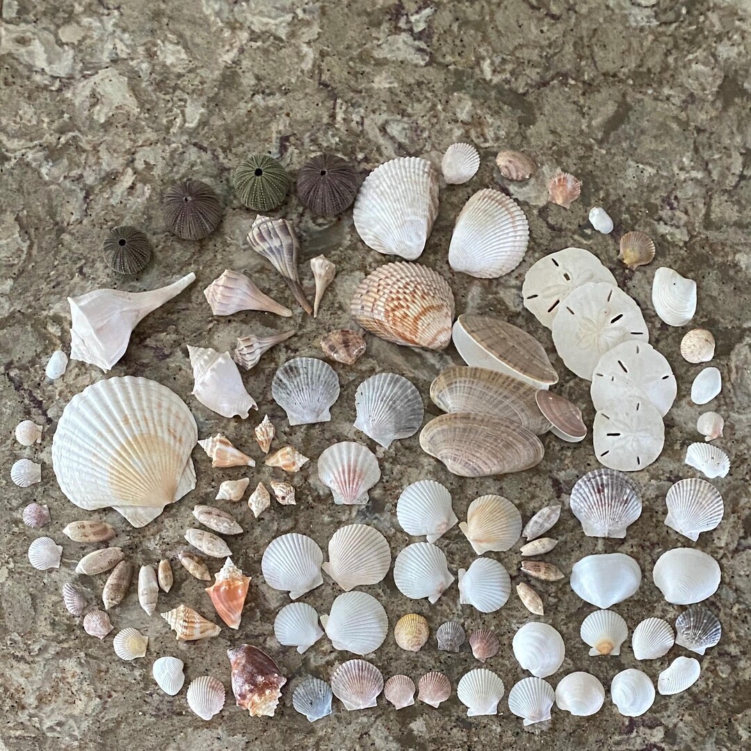 100 Piece Shell Collection Crafts & Decorator: Urchins, Sand Dollars ...