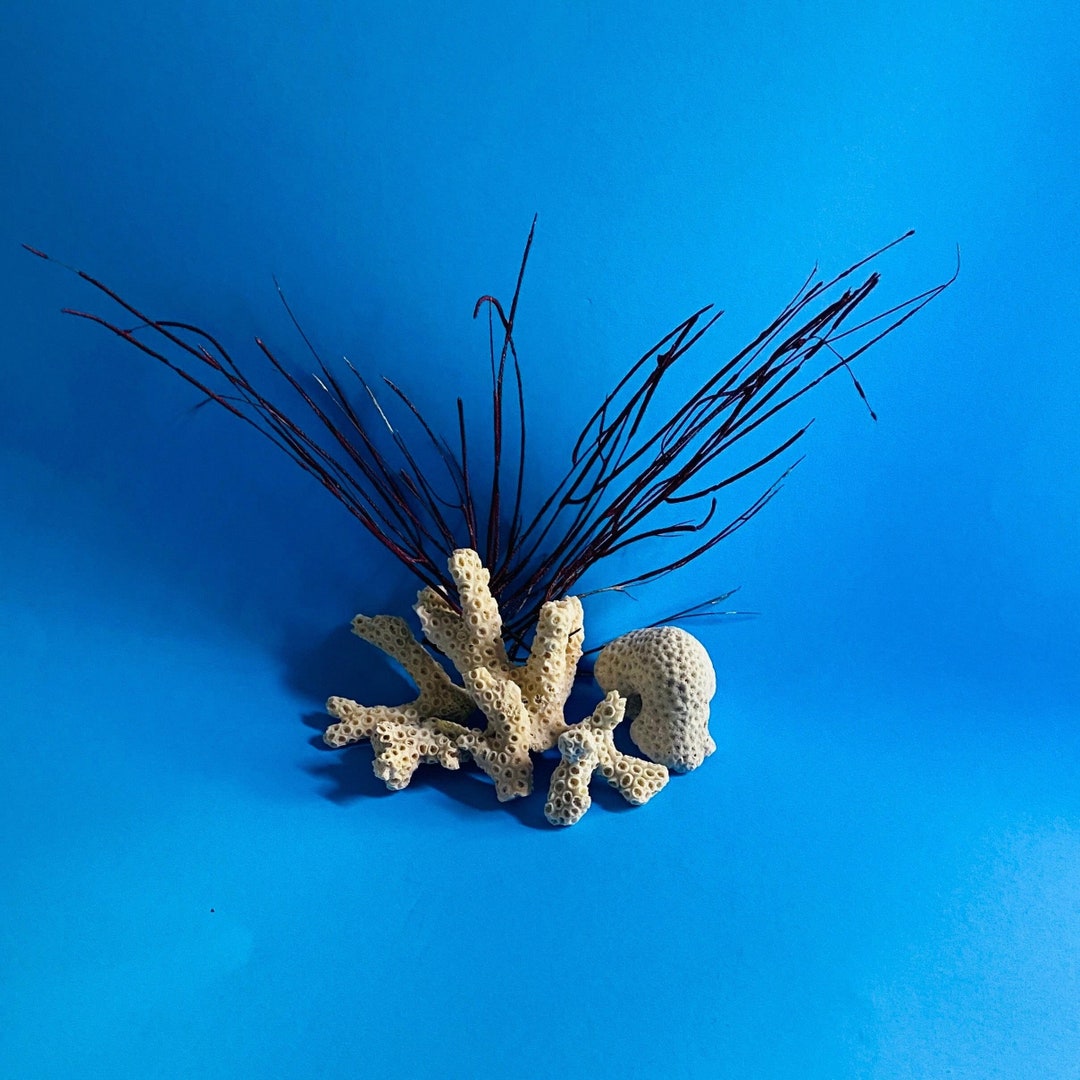 Fossil Coral Pieces Collection & Thin Purple Sea Fan Dried florida Gulf ...