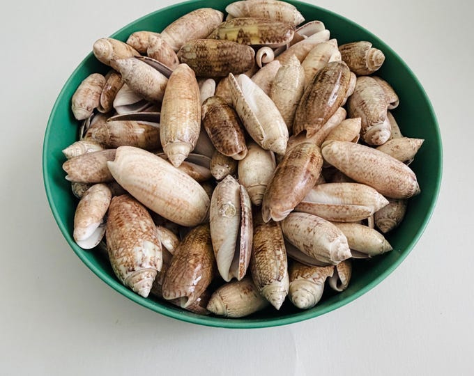100 Lettered Olive Shells: Over 2lbs of Florida Gulf Coast Natural ...