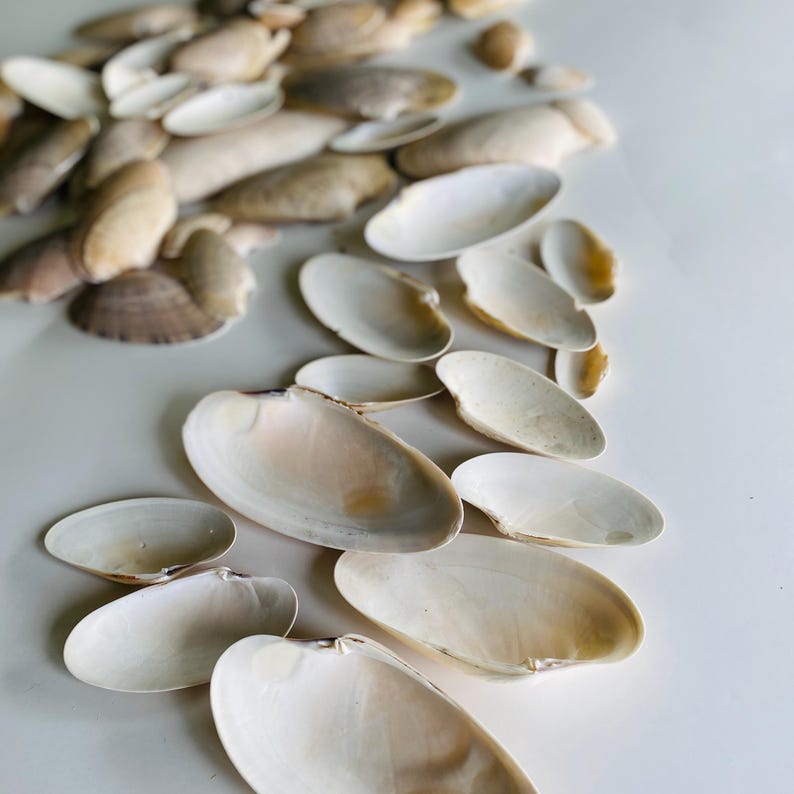 Venus Clam Shell Large 2 Lb. Collection: Florida Gulf Coast Craft ...