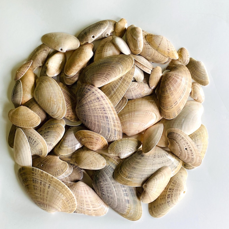 Venus Clam Shell Large 2 Lb. Collection: Florida Gulf Coast Craft ...
