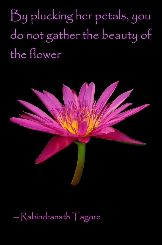 Lily Quotes Embrace Spring's Renewal: Inspirational Quotes To Refresh