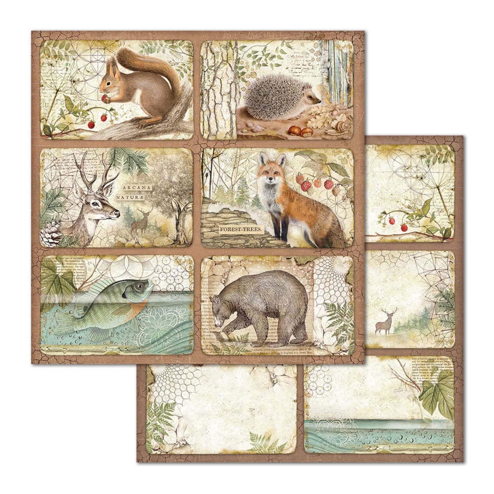 Stamperia Forest Collection 8x8 Scrapbooking Paper Double - Etsy