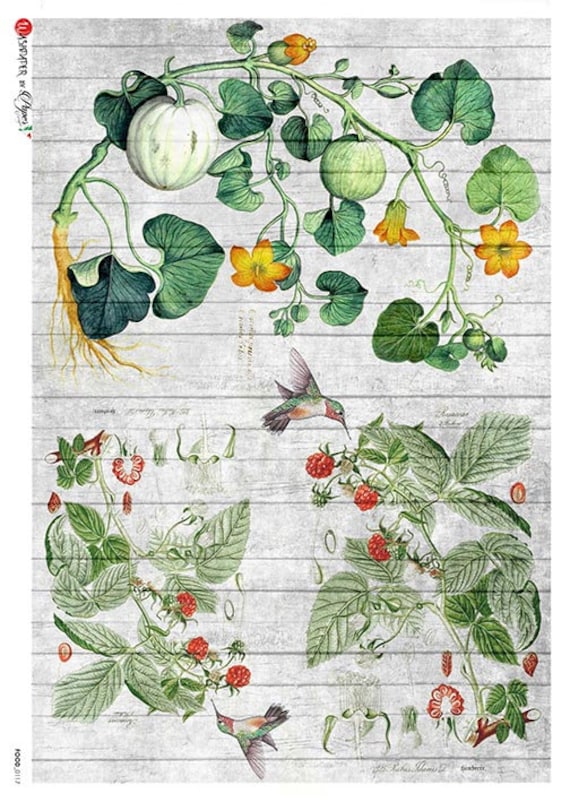Paper Designs Rice Paper Vintage Vegetables A4 Rice Paper - Etsy