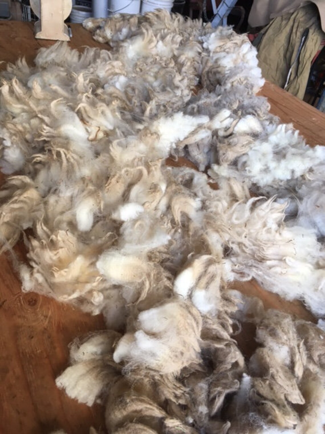 Border Cheviot Raw Lamb's Wool 1 Pound | Etsy