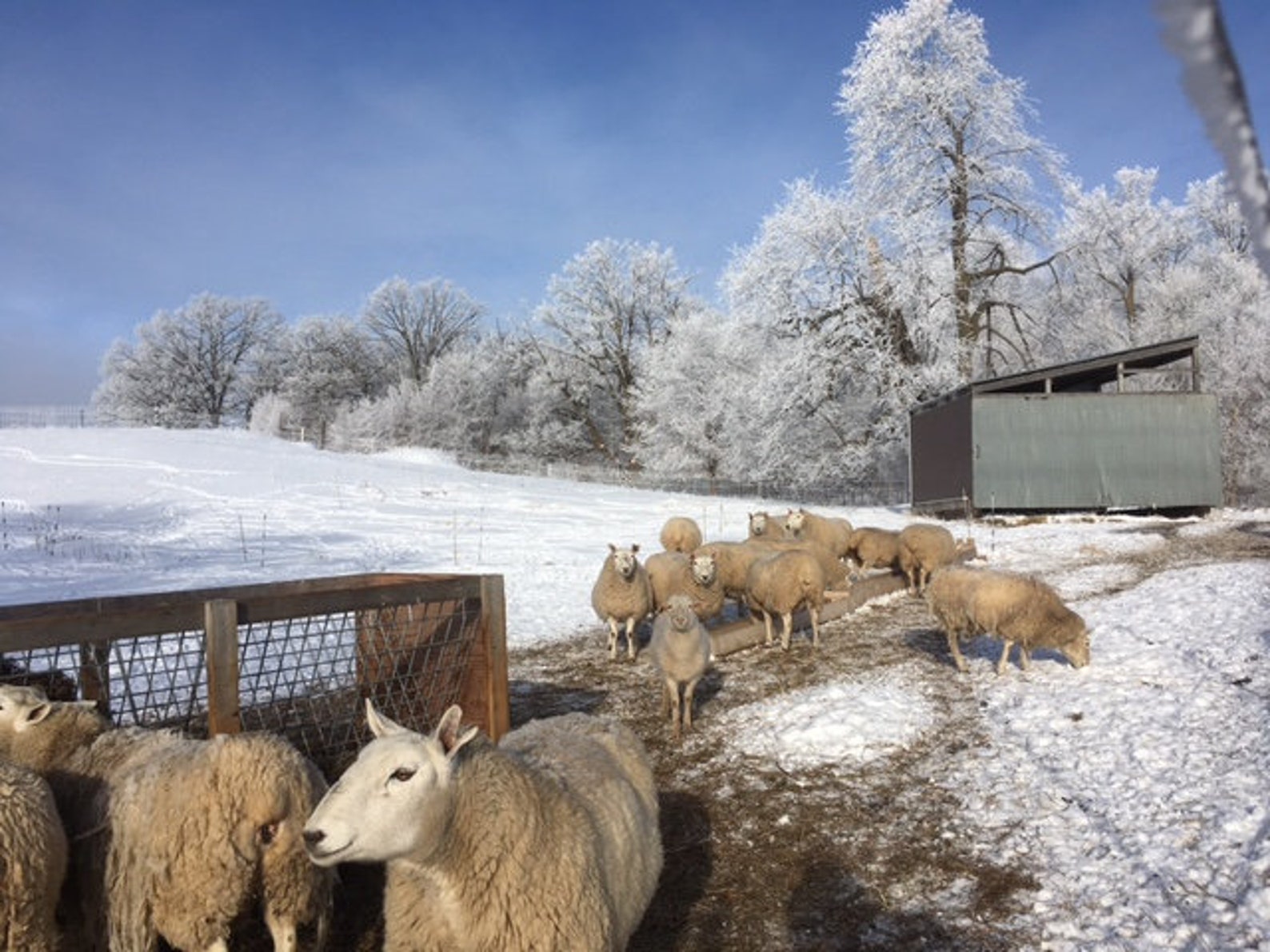 Border Cheviot Raw Lamb's Wool 1 Pound - Etsy