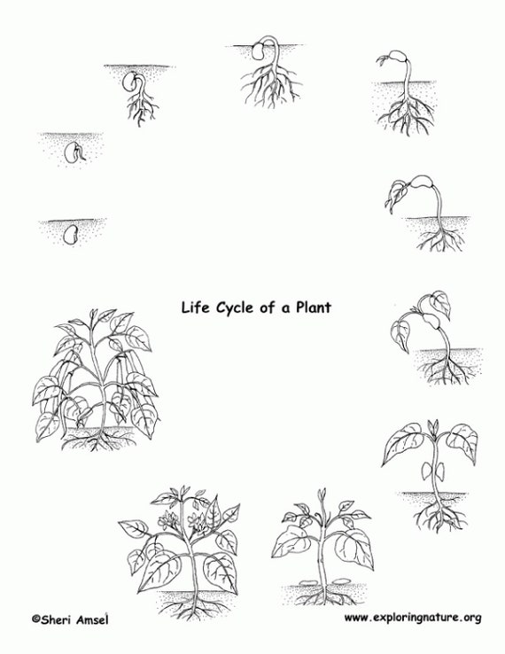 Plant Life Cycle Coloring Page