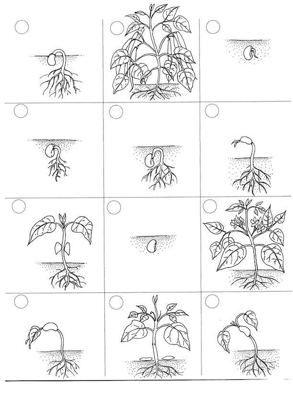 Plant Life Cycle Coloring Page
