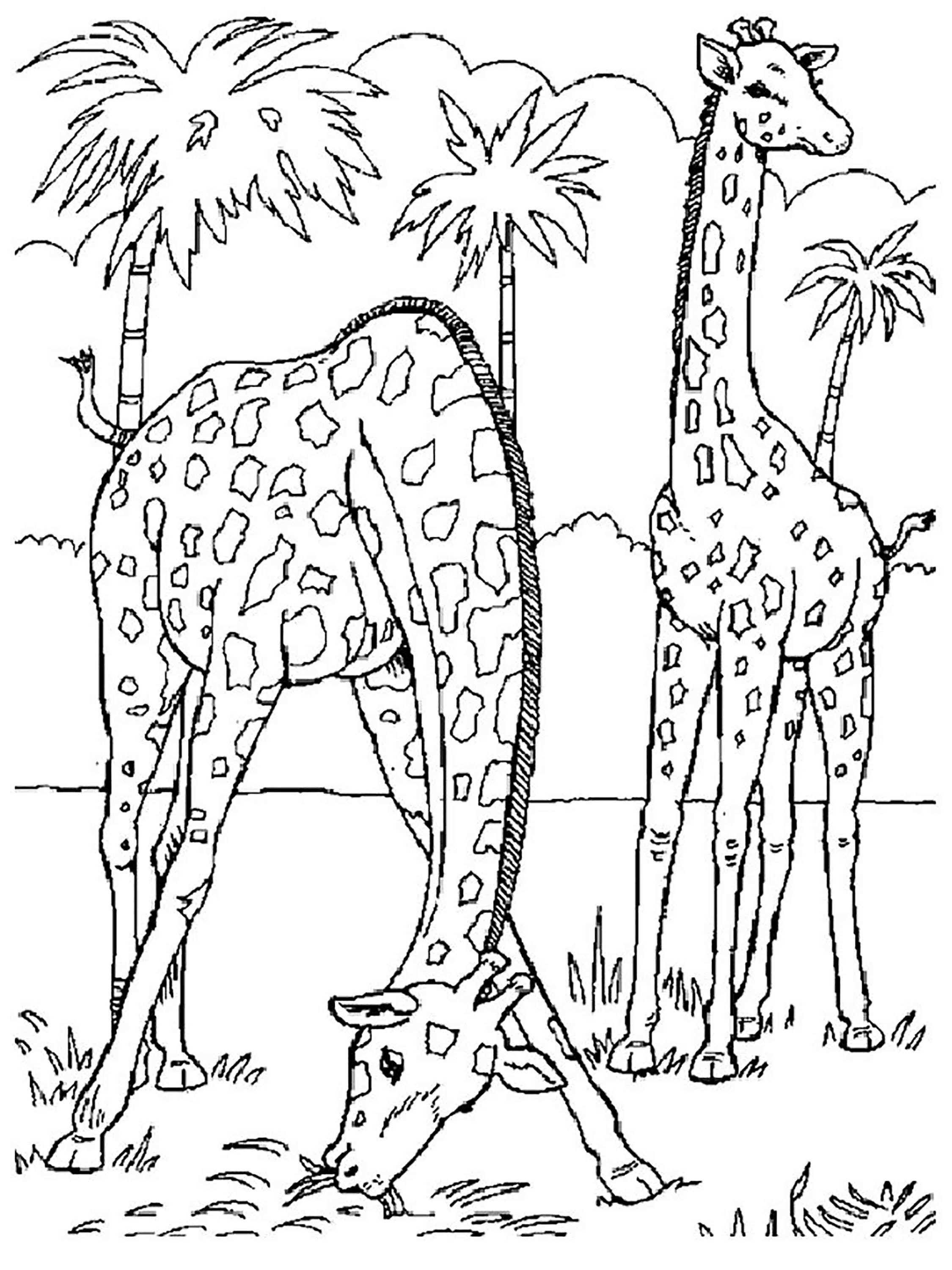 Grassland Coloring Page