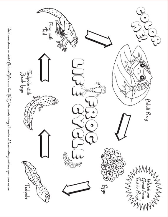 Frog Life Cycle Coloring Pages