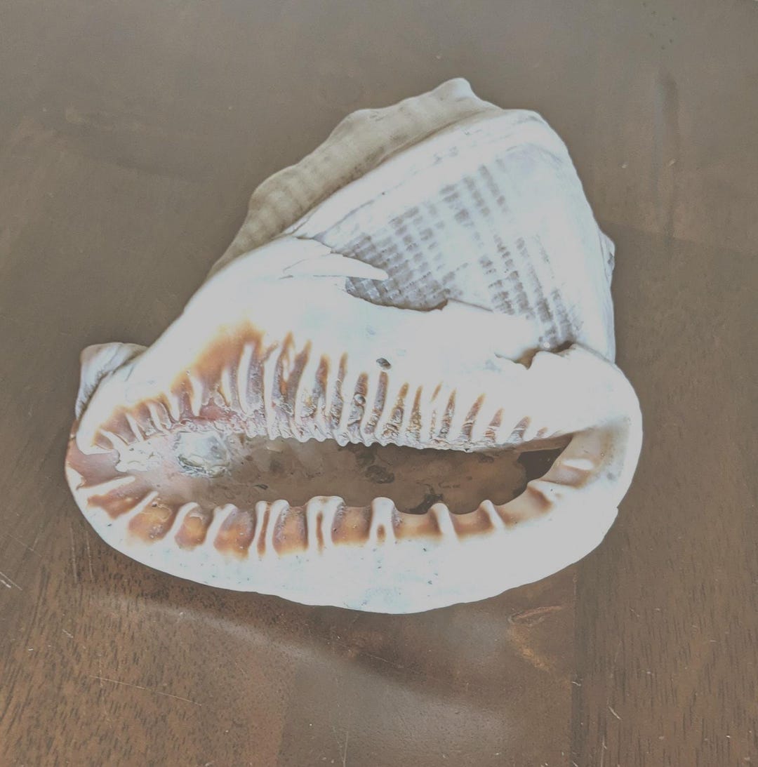 Kings's Hemet Sea Shell - Etsy