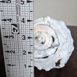 Kings's Hemet Sea Shell - Etsy