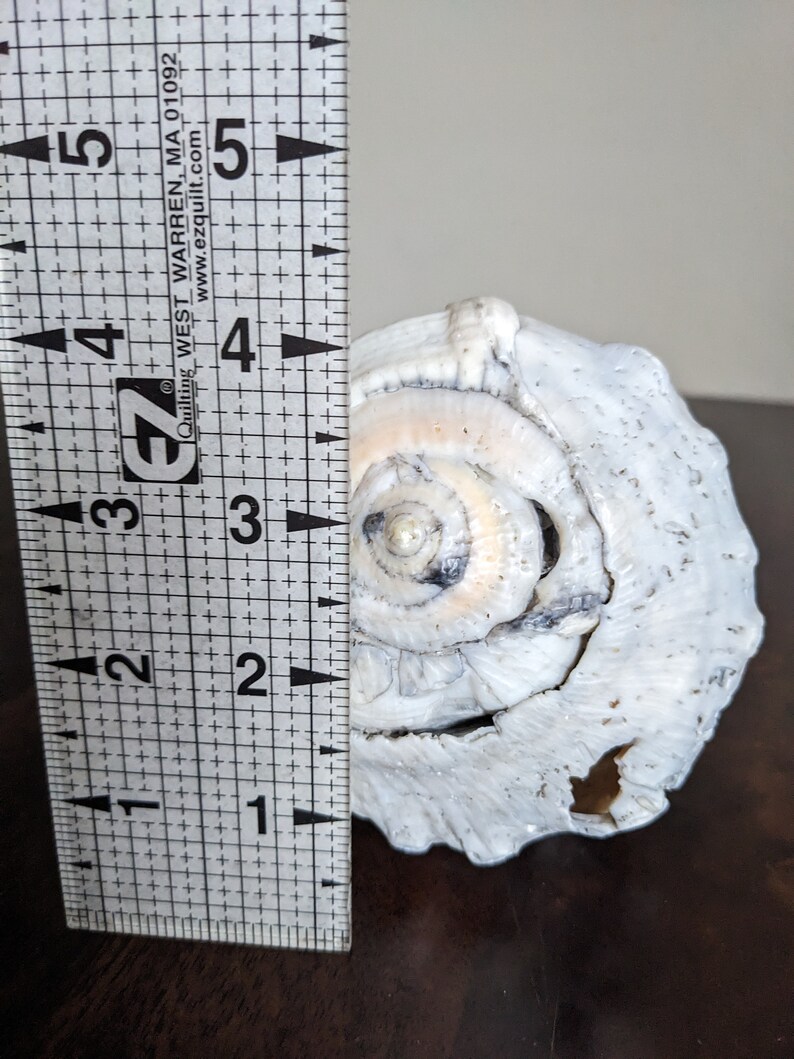 Kings's Hemet Sea Shell - Etsy