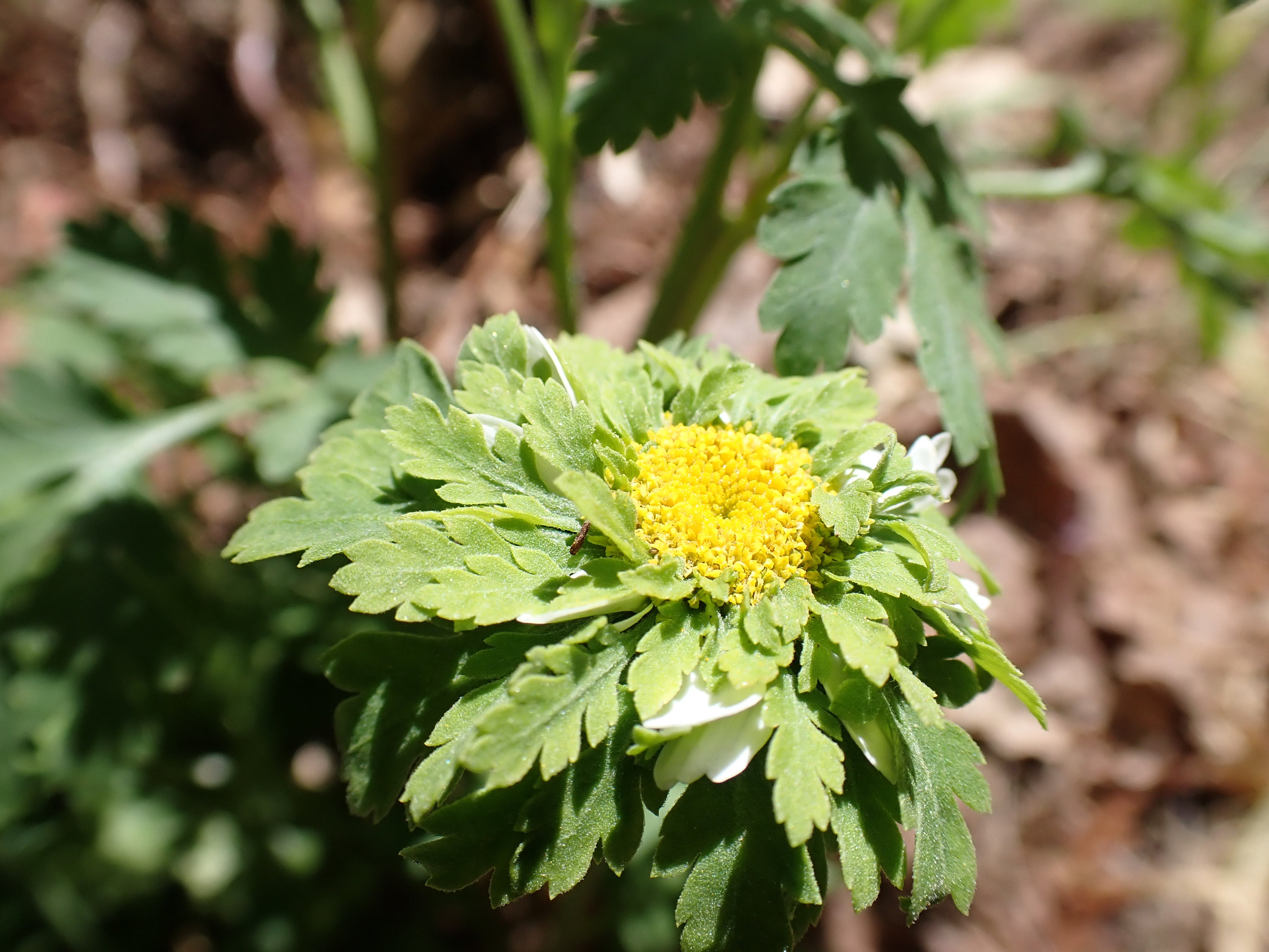 Feverfew Floral Natural Handmade Face Toner Lotion Skincare - Etsy UK