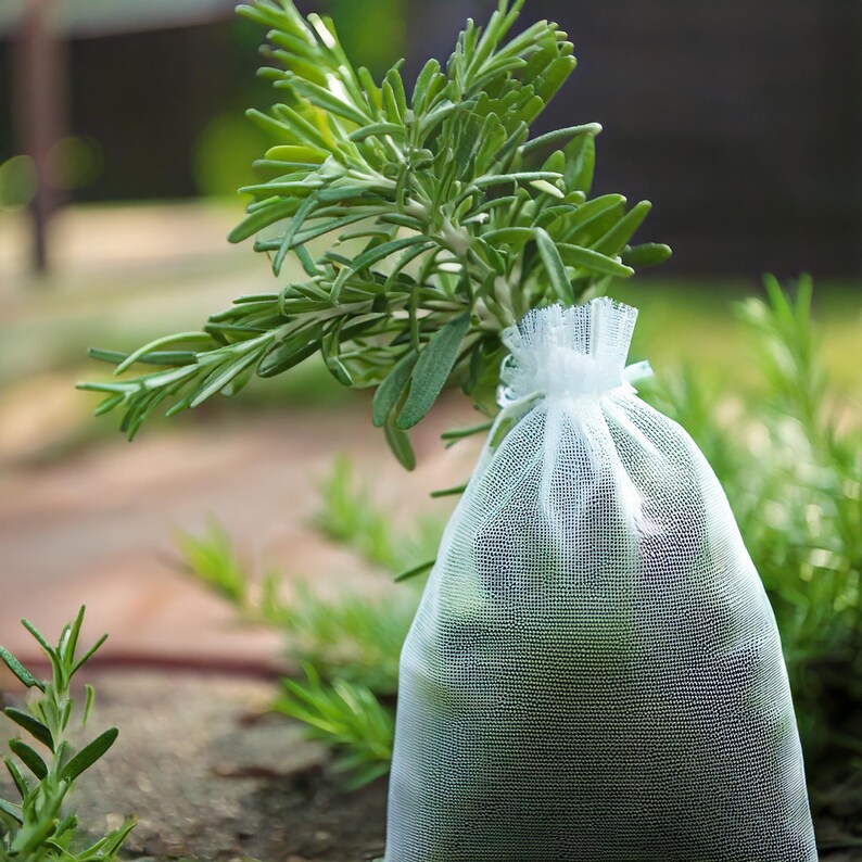 Pure Rosemary Herbal Sachets (bag of 2) - Etsy