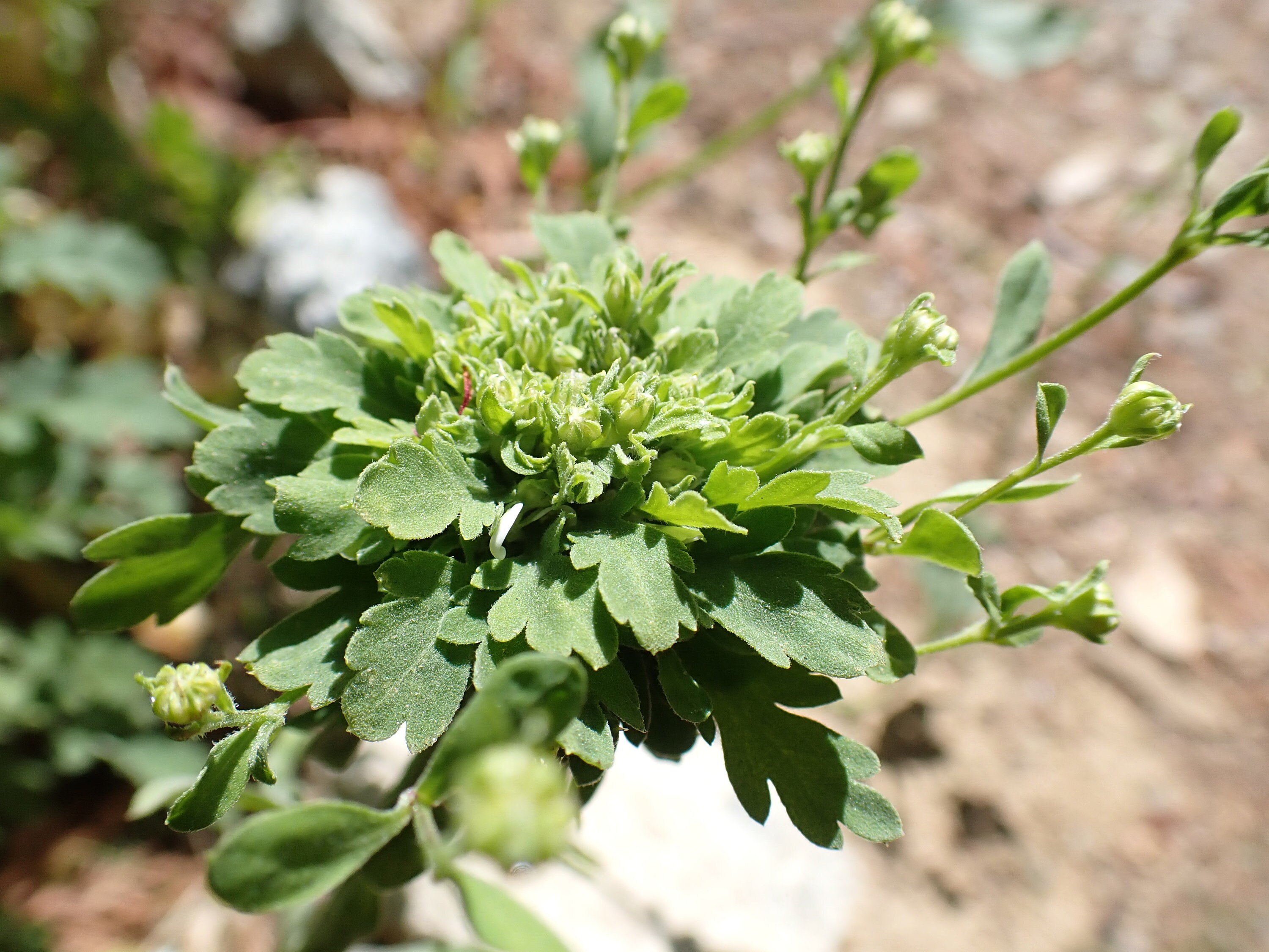 Feverfew Floral Natural Handmade Face Toner Lotion Skincare - Etsy UK