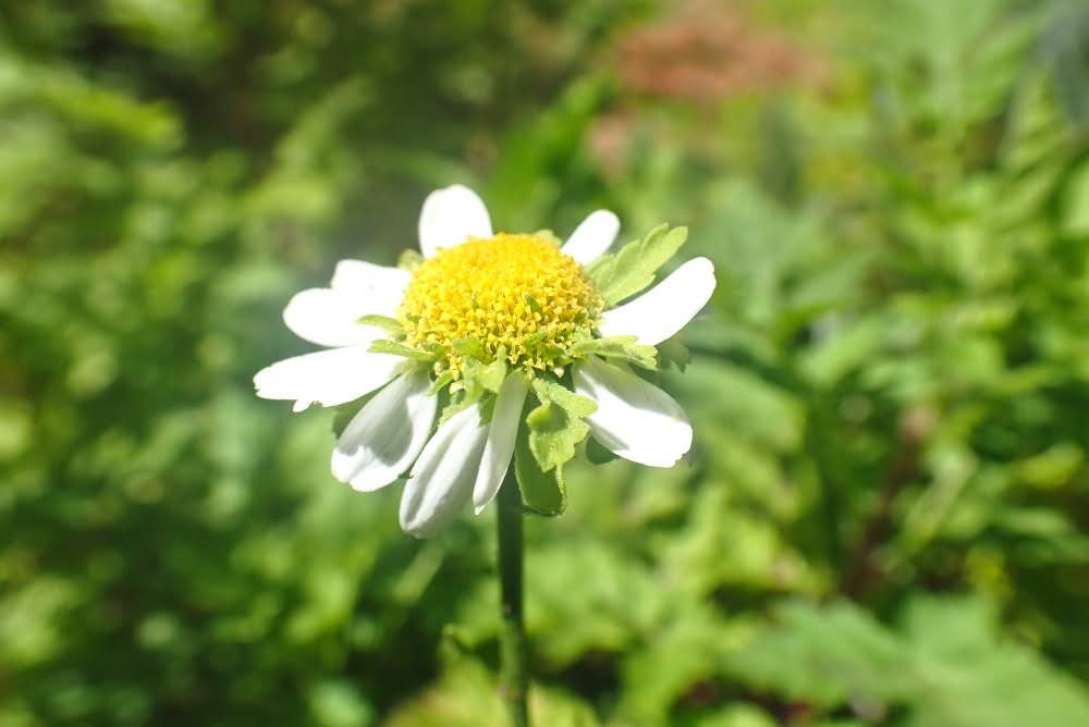 Feverfew Floral Natural Handmade Face Toner Lotion Skincare - Etsy UK