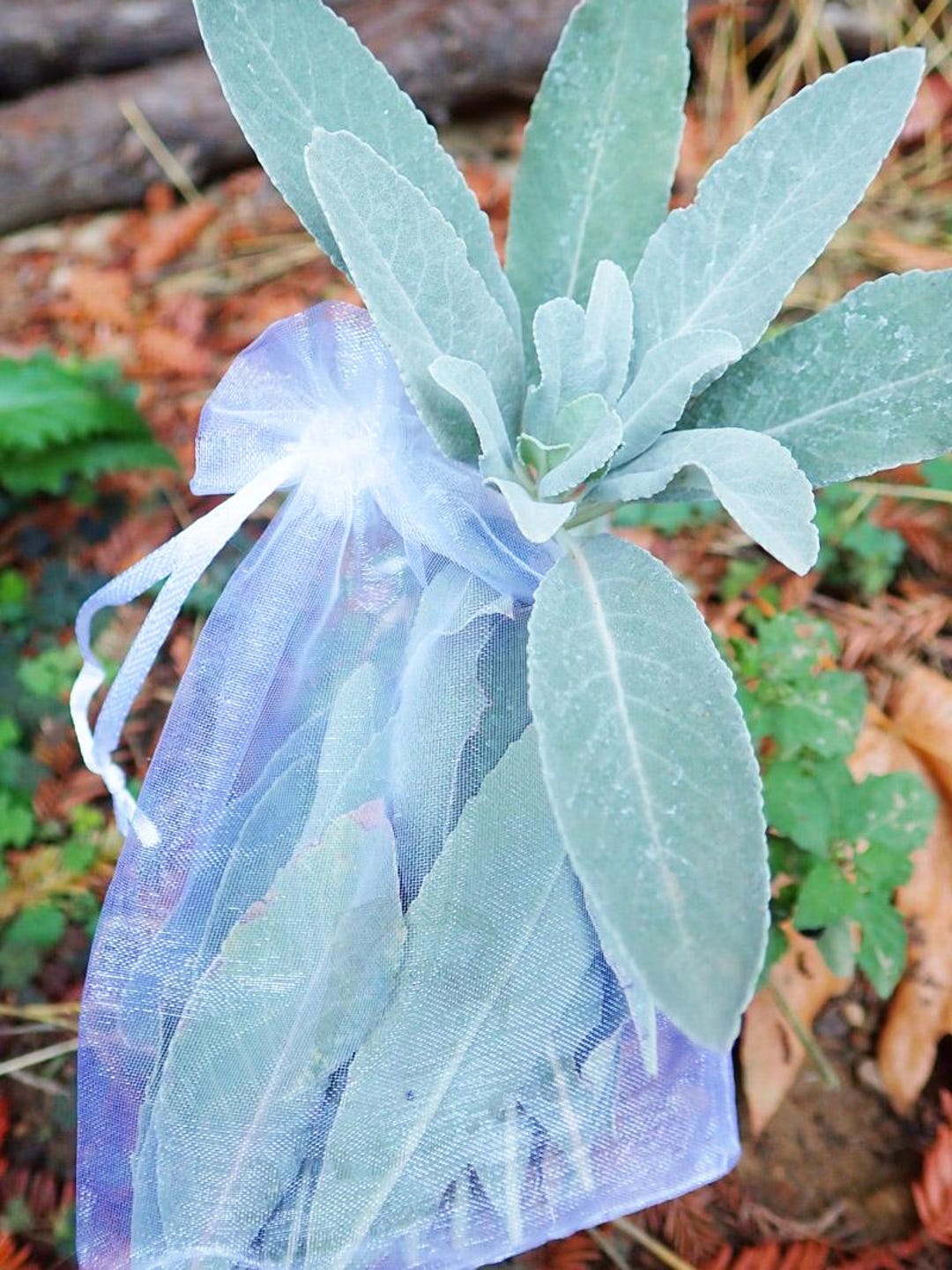 Pure Sage Herbal Sachets (bag of 2) - Etsy