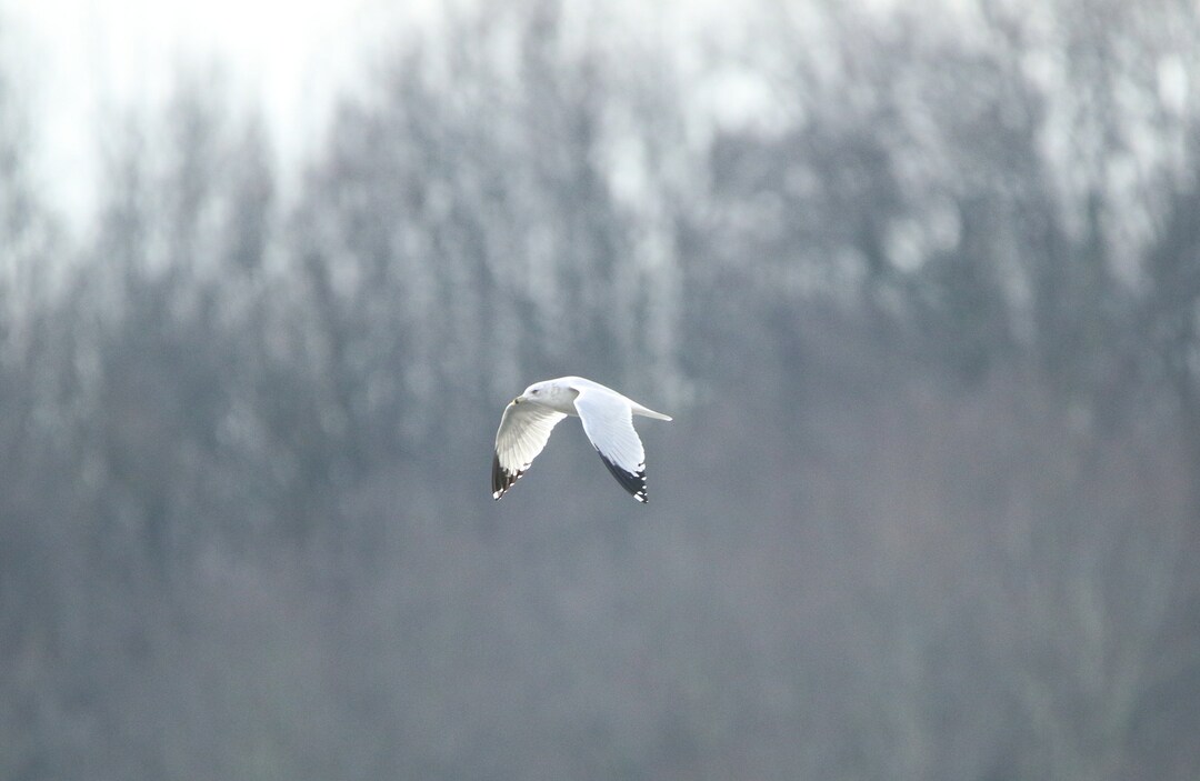 Seagull, Bird, Flying, Photograph, State, Park, Pennsylvania, Picture ...