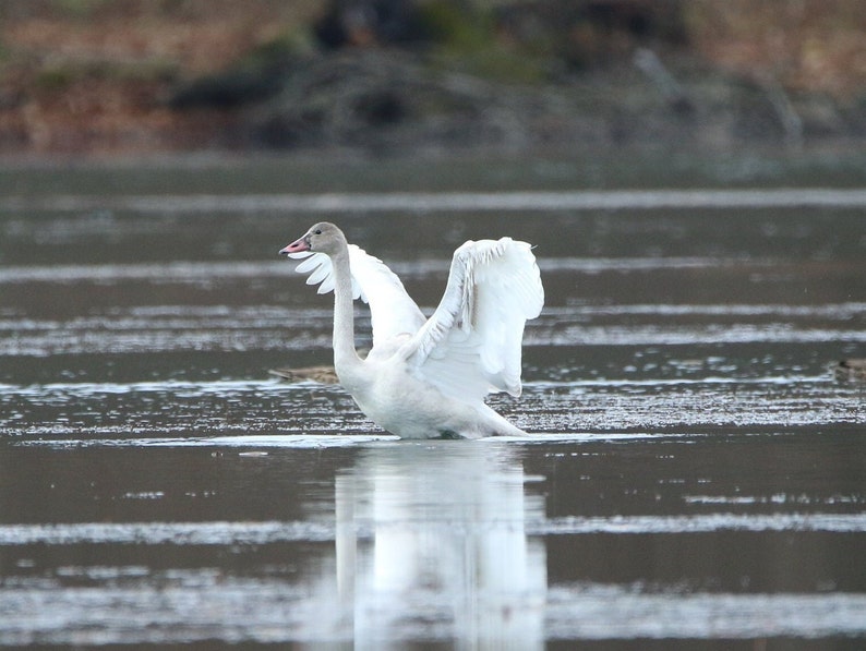 Swan, Photograph, State, Park, Pennsylvania, Picture, Photo, Home ...