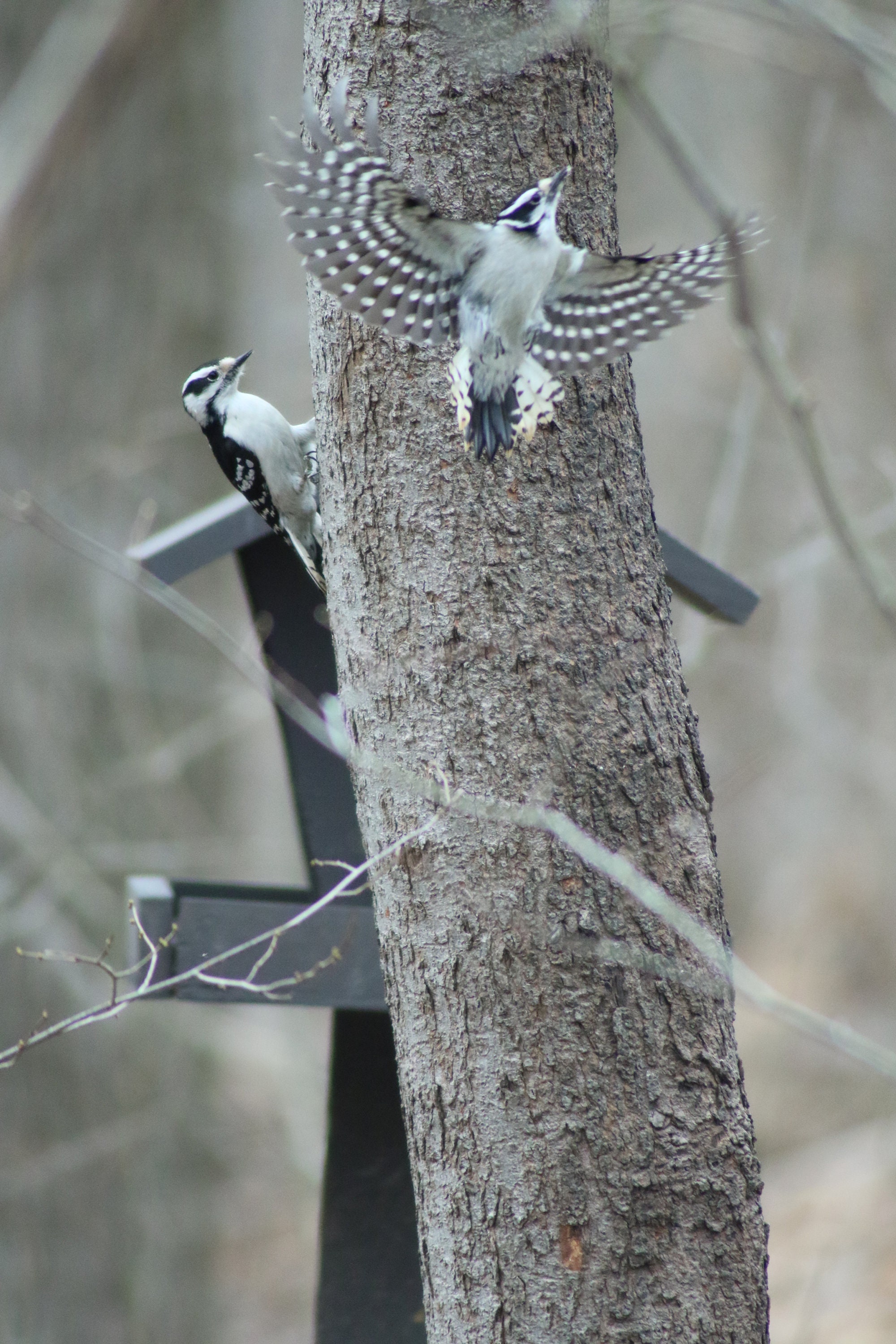 Woodpeckers, Digital, Download, Downey, Bird, Flight, Spring ...