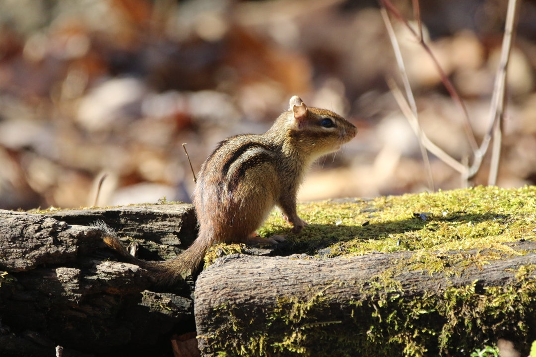 Chipmunk, Photograph, Woods, Fall, Picture, Photo, Cute, State, Park ...