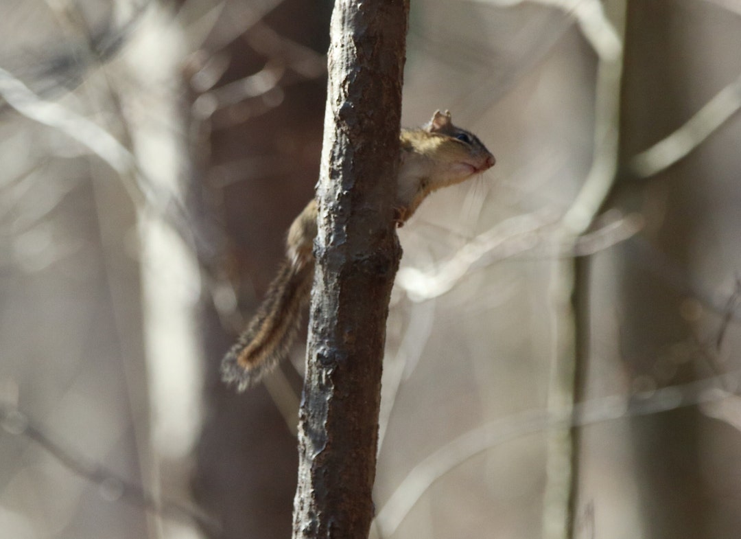 Chipmunk, Photograph, State, Park, Pennsylvania, Woods, Spring, Home ...