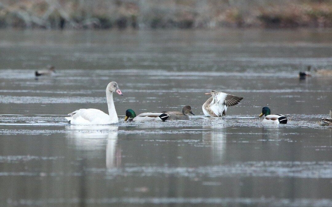 Swan, Ducks, Photograph, Swimming, Late, Fall, Pennsylvania, State ...