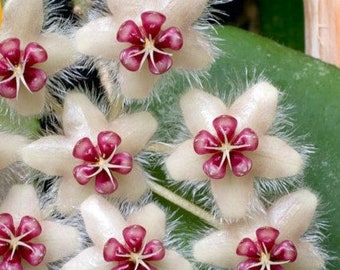 Hoya Sp Germany - Etsy