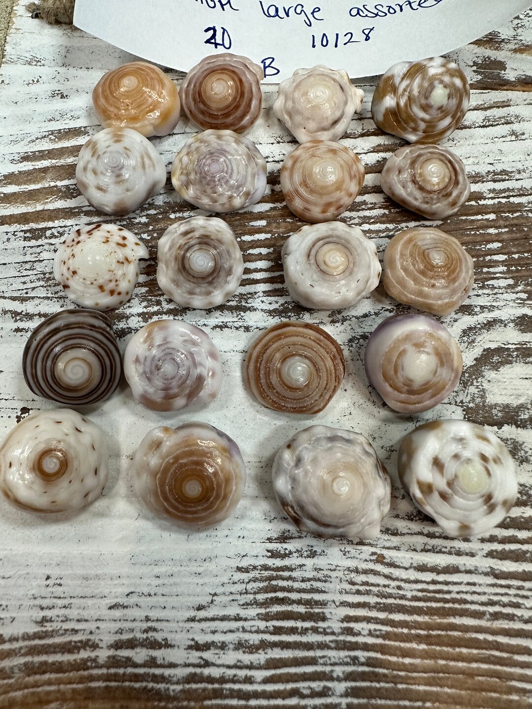 PREMIUM Hawaiian Puka Shells Handpicked From Oahu - Etsy