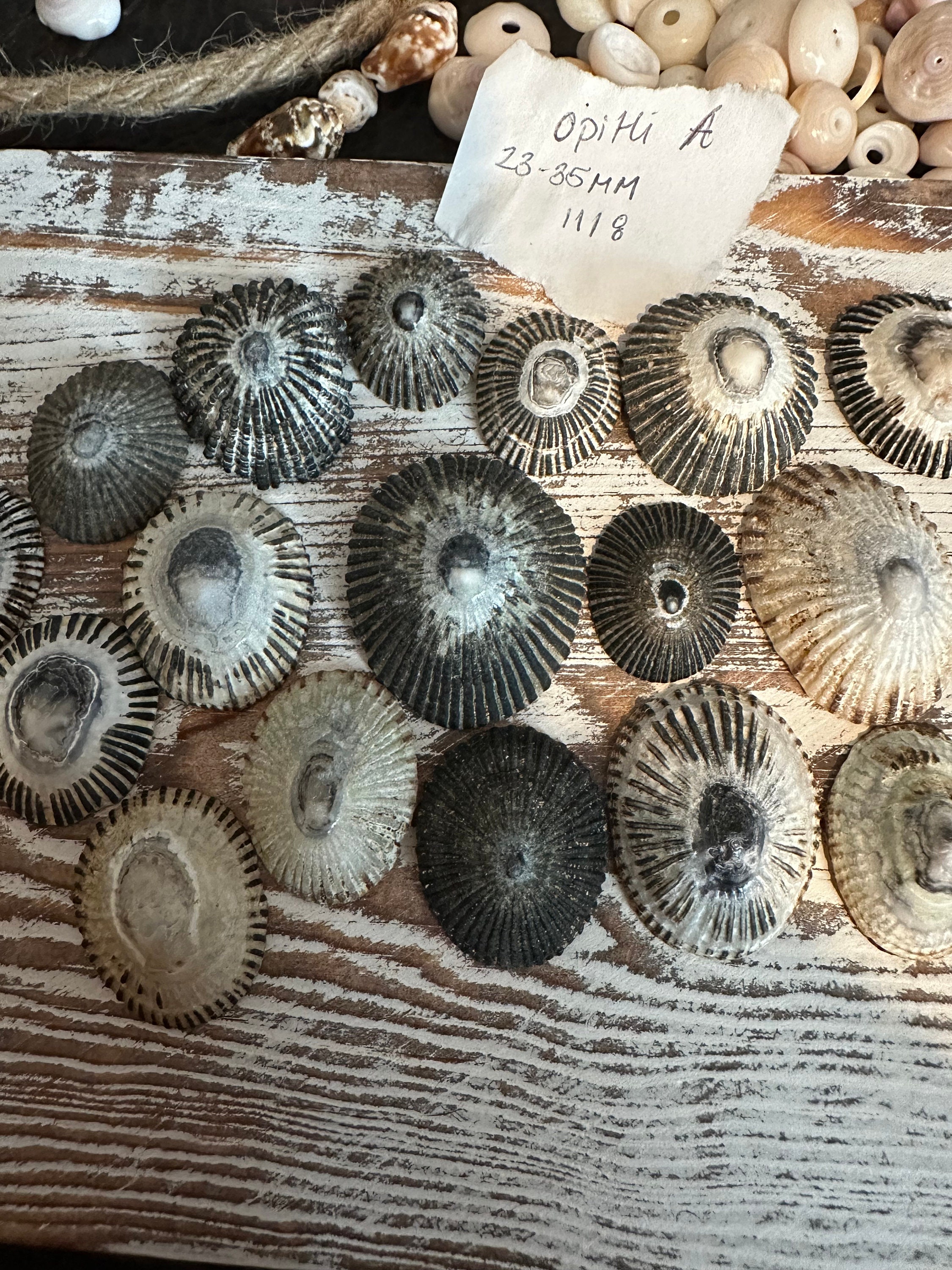 Hawaii Opihi Shells Handpicked From Beach - Etsy