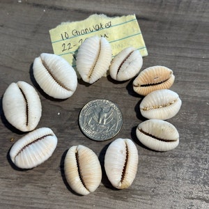 RARE Granulated Hawaii Cowrie Shells Handpicked From Oahu I Beautiful ...