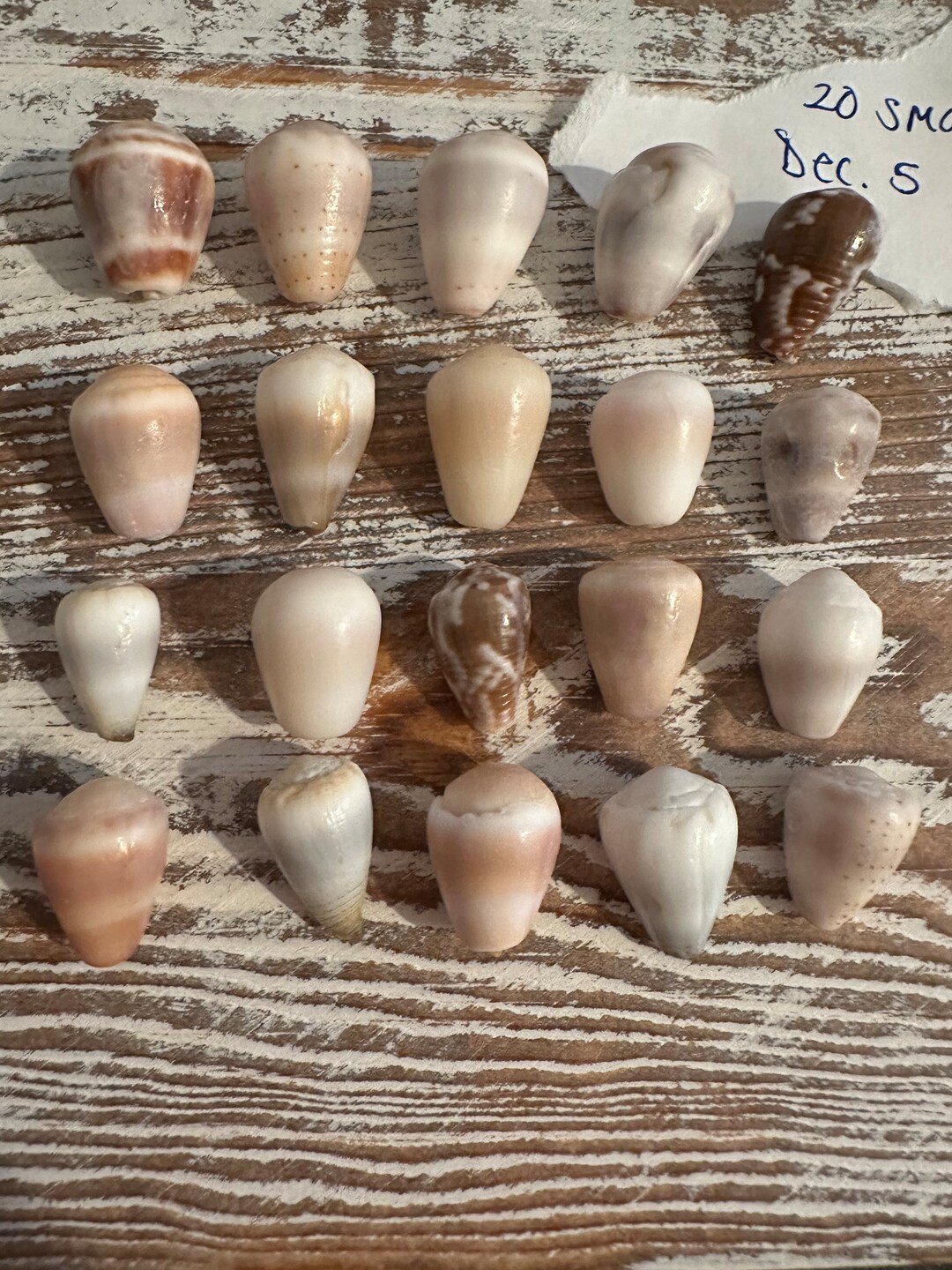 Small Hawaiian Cone Shells Lot - Etsy