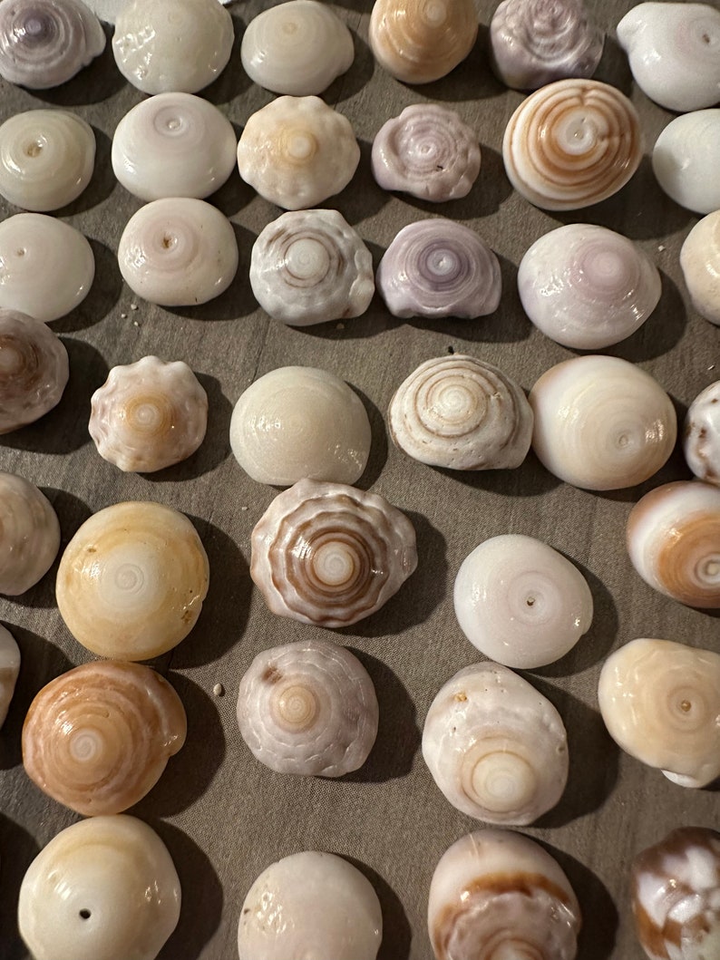 Beautiful Medium Hawaiian Puka Shells Handpicked From Oahu for Jewelry ...