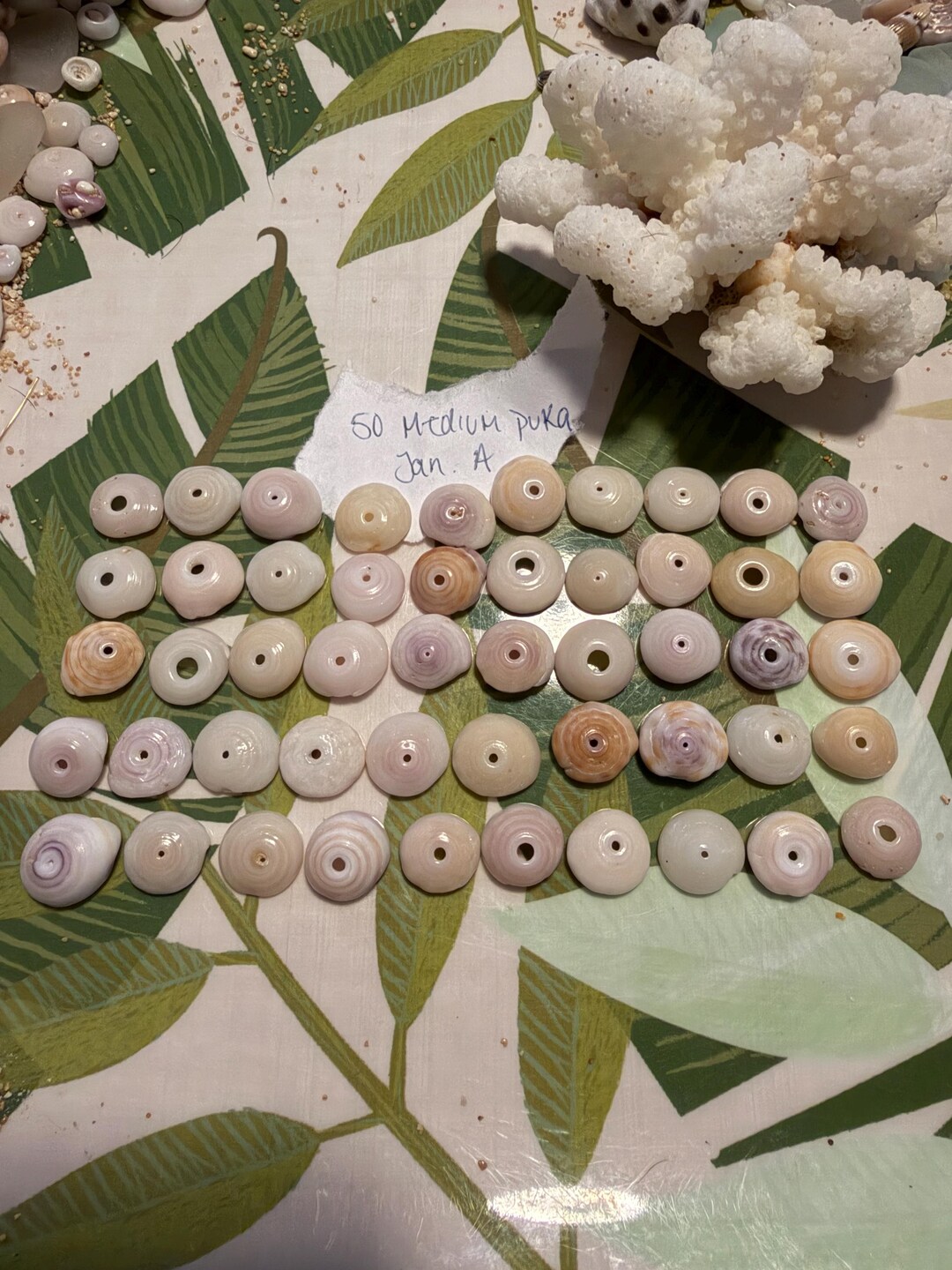 50 Medium Puka Shells Handpicked From Hawaii Beaches for Jewelry Making ...