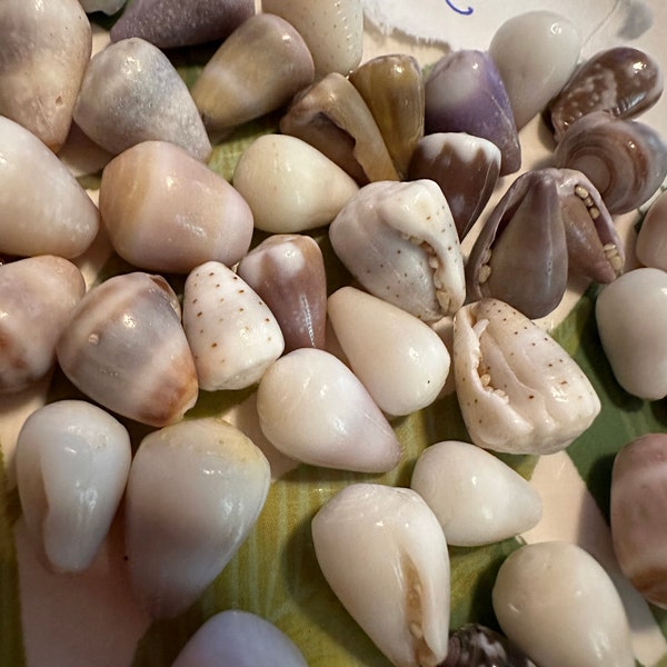 Shell Jewelry - Etsy