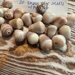 Small Hawaiian Cone Shells Handpicked From Oahu Beaches for Jewelry ...