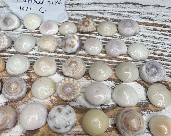 50 Small Hawaiian Puka Shells Handpicked From Oahu North Shore for ...