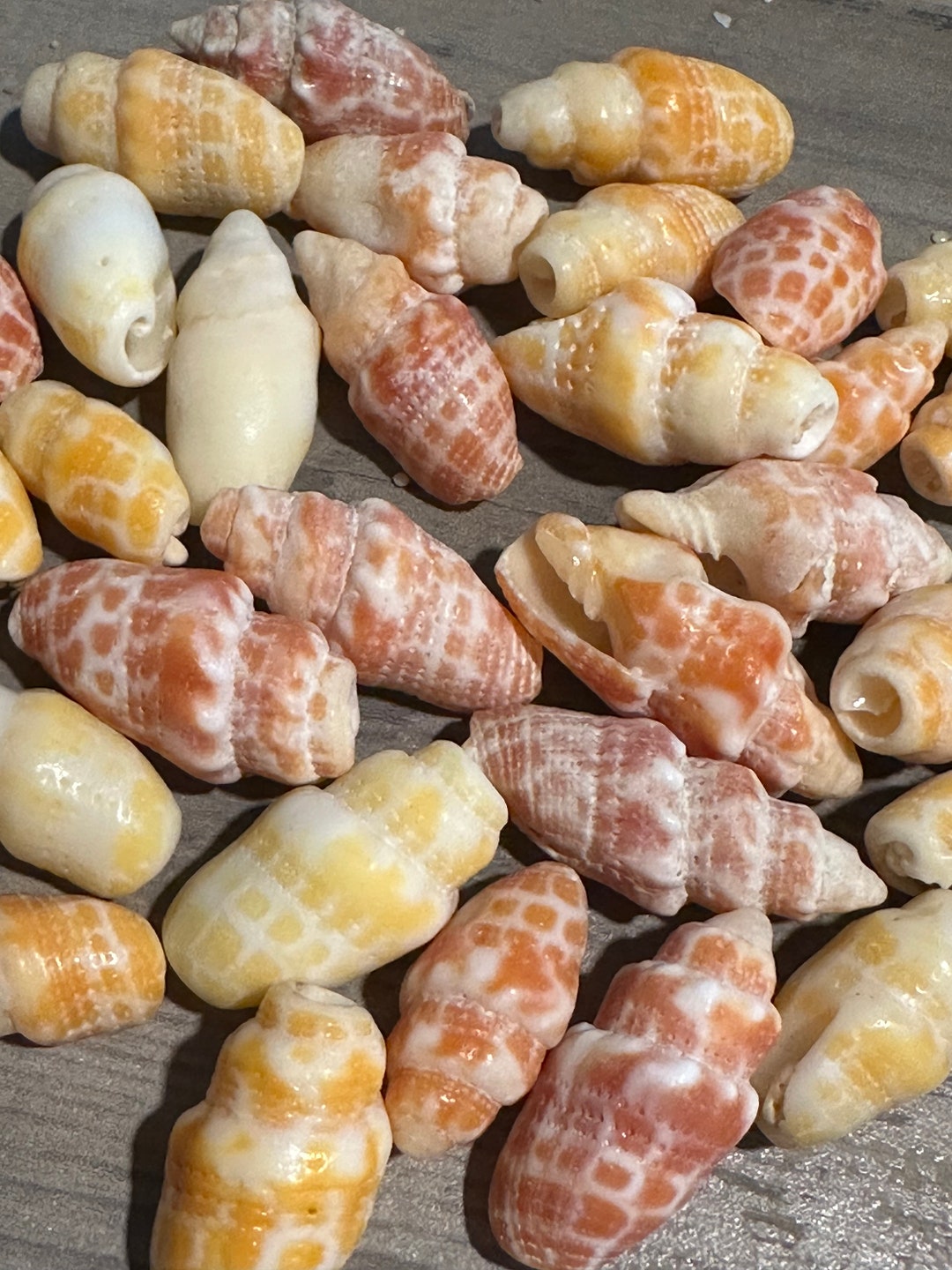 Hawaii Miter Shells Handpicked Punctured Miters for Jewelry - Etsy