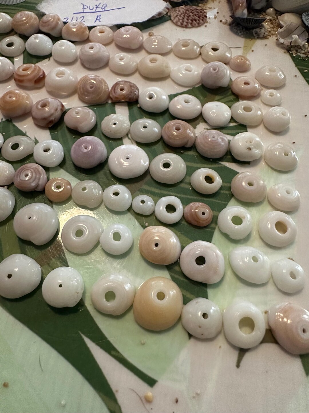 100 Small Hawaiian Puka Shells With Natural Puka Handpicked Oahu Beaches Loose Puka Shells Puka ...