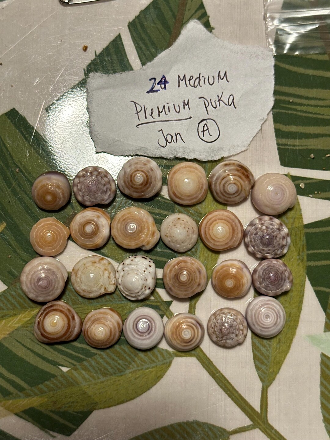 Premium Beautiful Hawaiian Puka Shells Excellent Quality Rare Colors ...