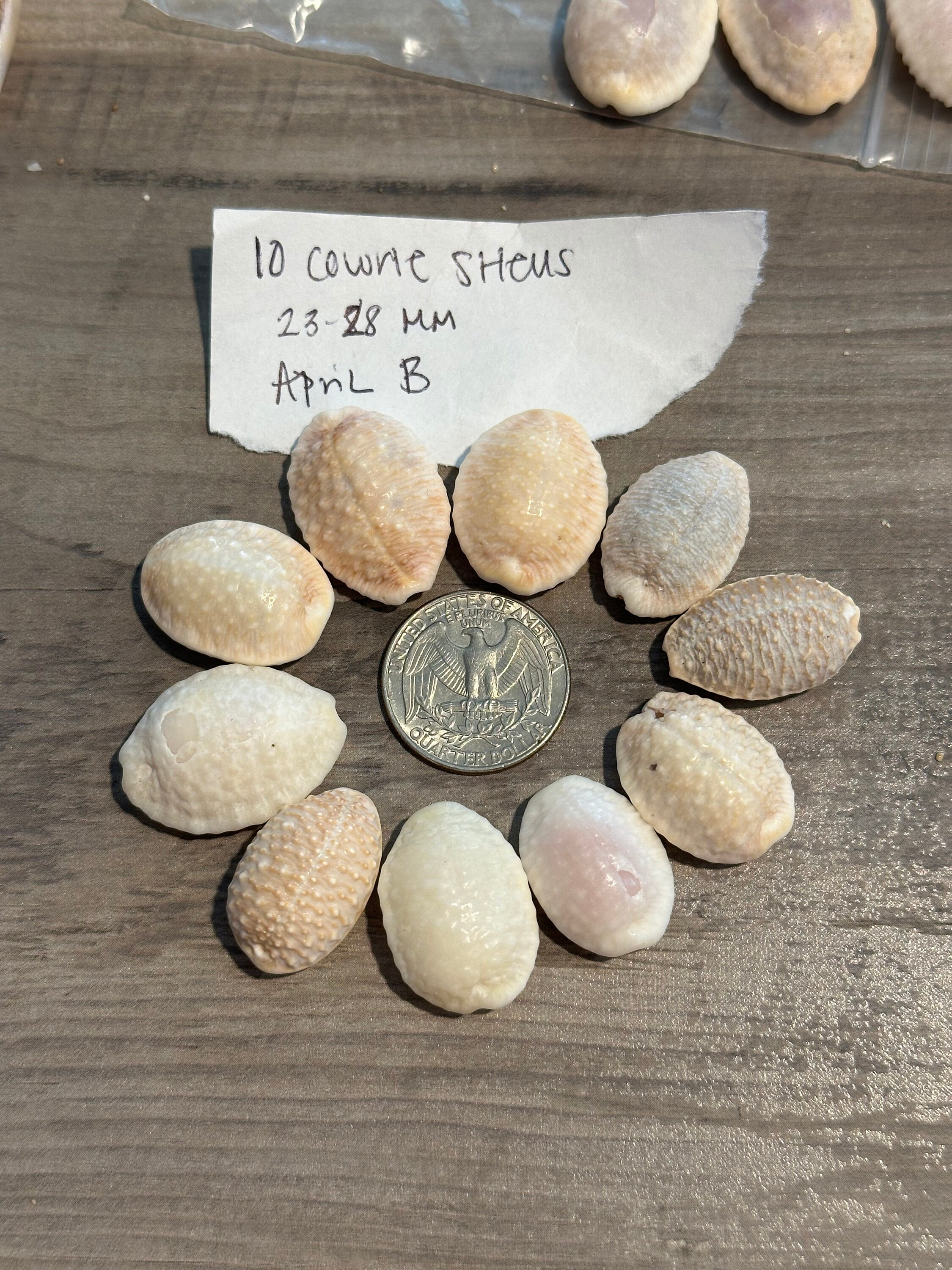 RARE Granulated Hawaii Cowrie Shells Handpicked From Oahu I Beautiful ...