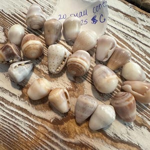 Small Hawaiian Cone Shells Handpicked From Oahu Beaches for Jewelry ...