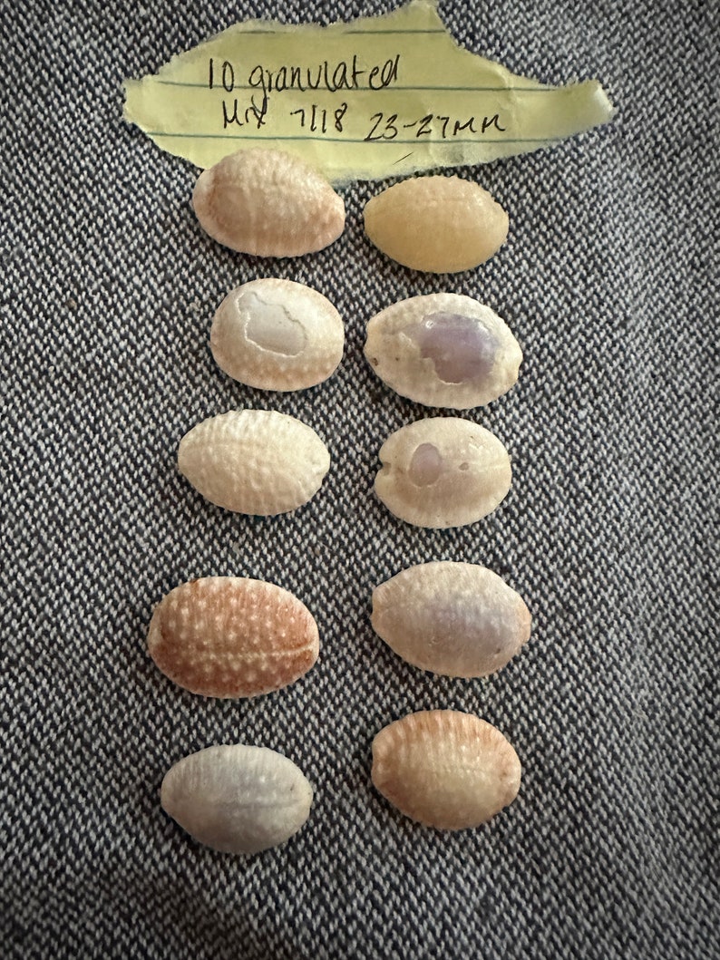 Granulated RARE Cowries Handpicked From Hawaii Beach Hawaiian Shells ...