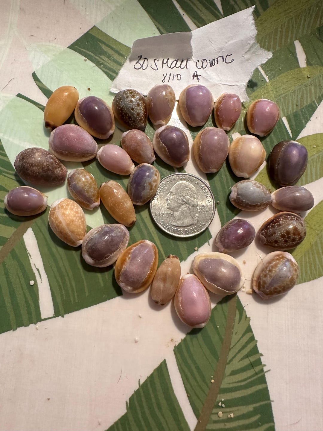 Assorted Hawaiian Cowrie Shells Handpicked From Oahu Beaches Cowry ...
